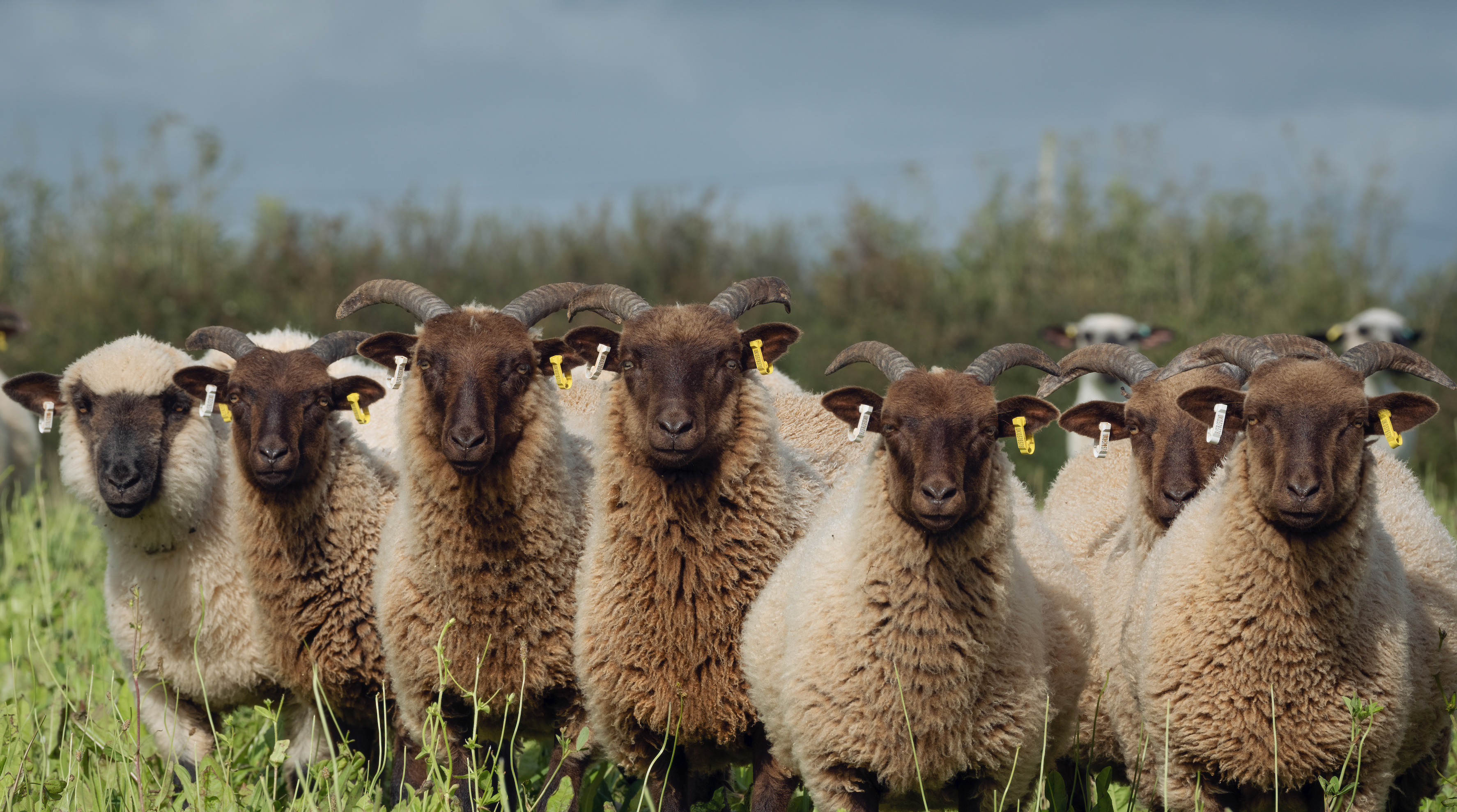 Manx Loaghtan Hogget – The Ethical Butcher
