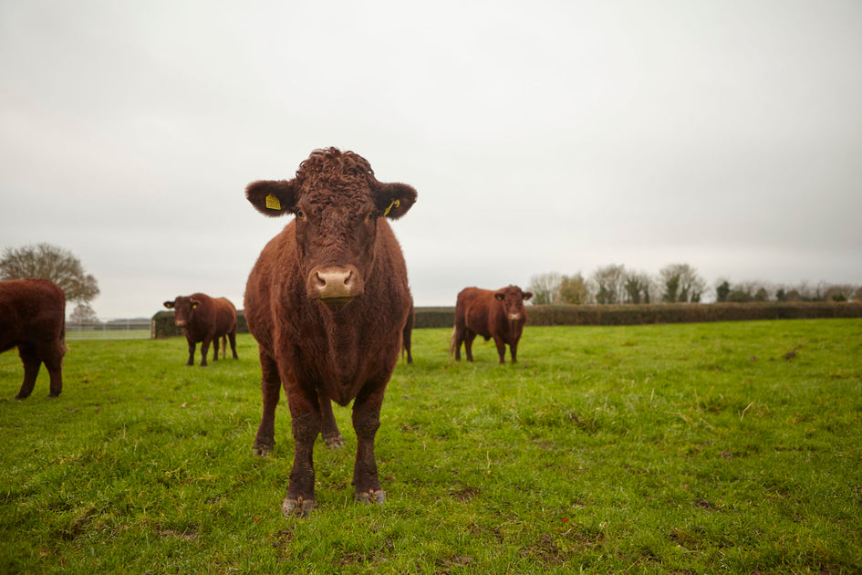 Buy Grass Fed Beef Online | The Ethical Butcher