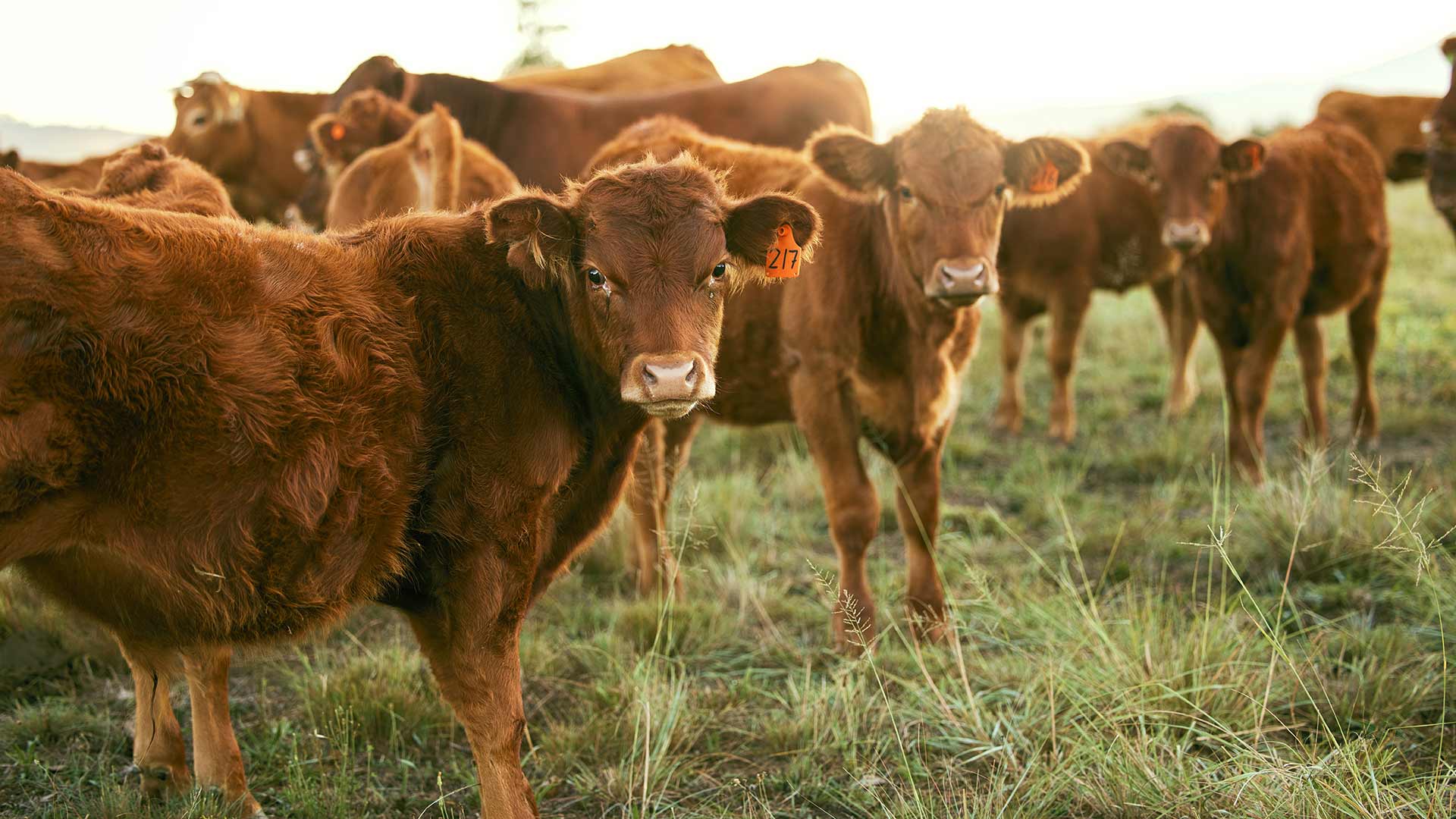 Delicious Grass Fed Beef From the Ethical Butcher – The Ethical Butcher