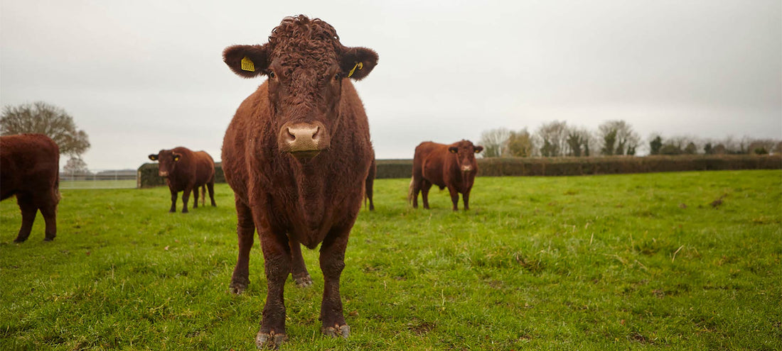 Buy Grass Fed Beef Online | The Ethical Butcher