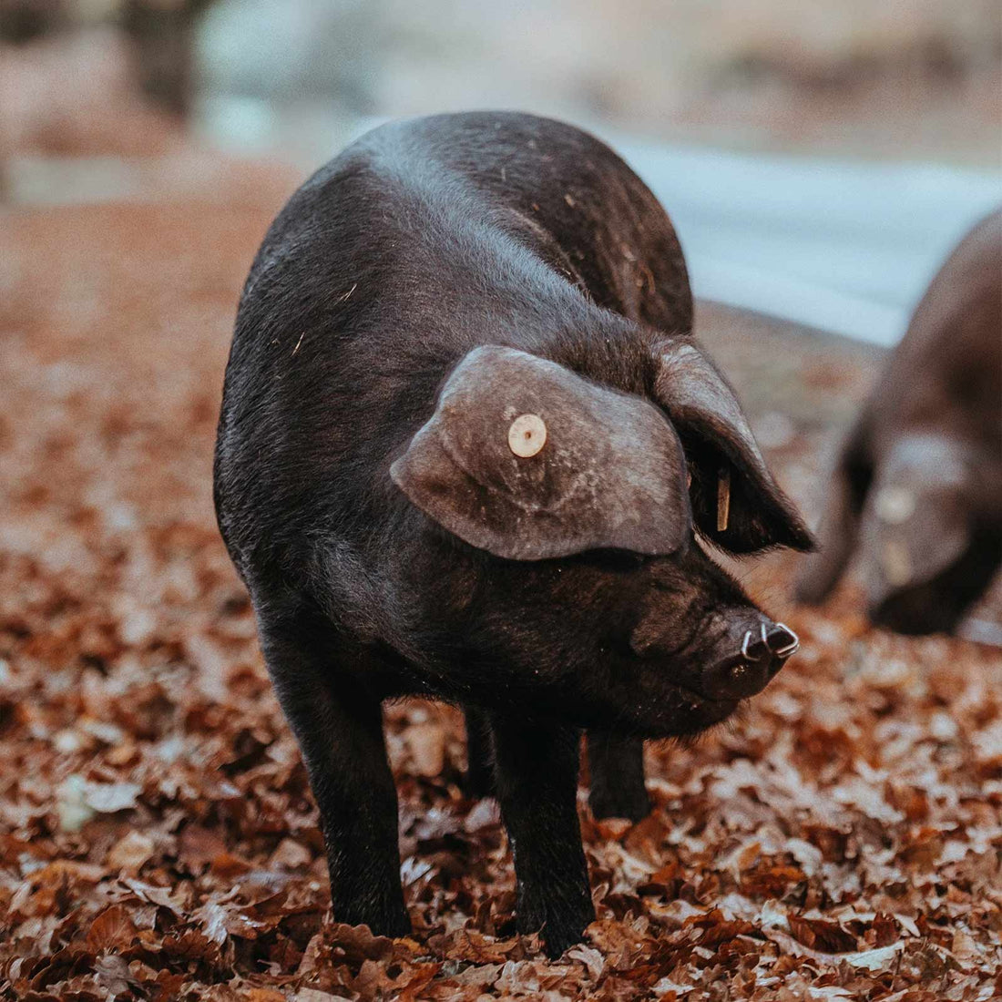 Quality Online Butchers | Regenerative Meat – The Ethical Butcher