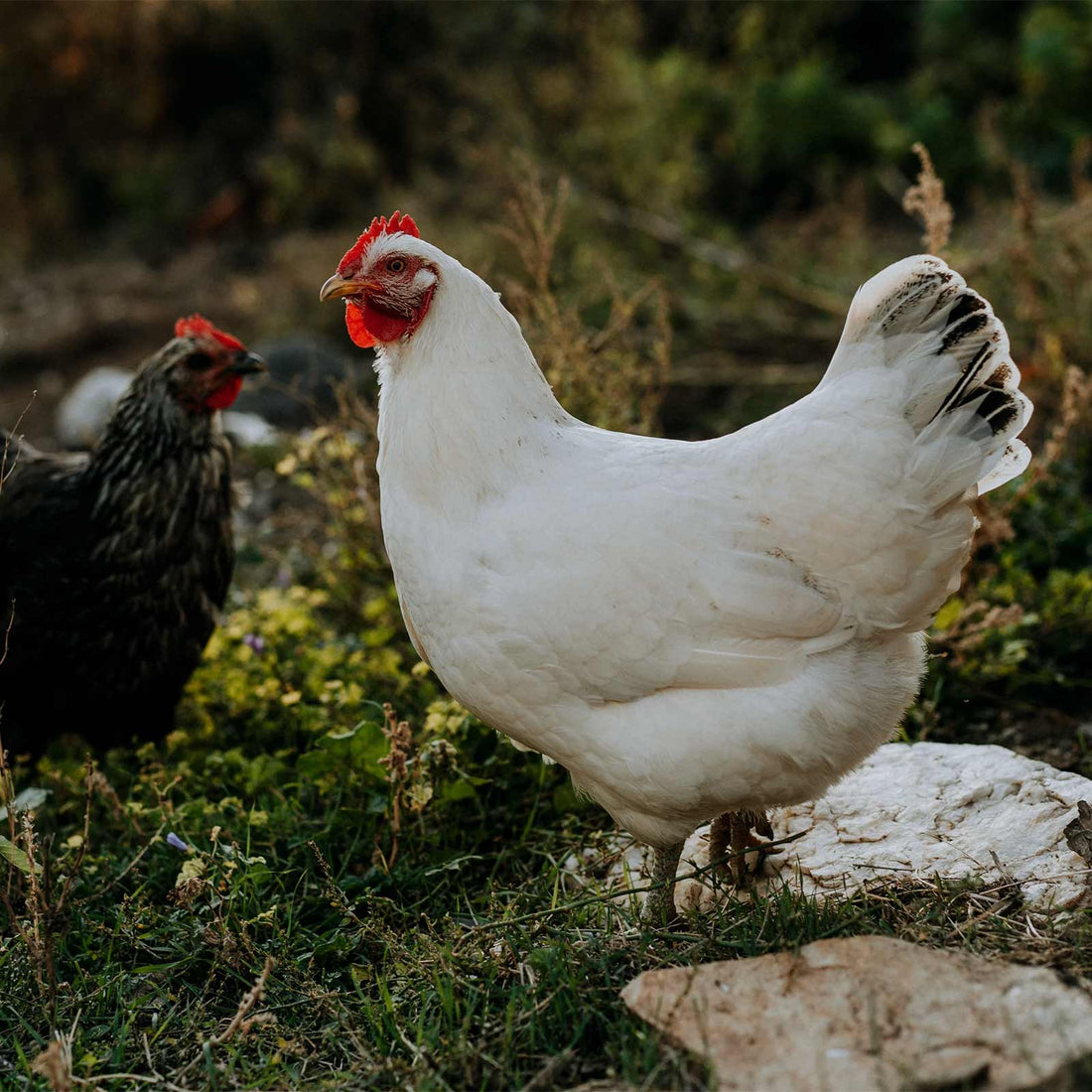 Quality Online Butchers | Regenerative Meat – The Ethical Butcher