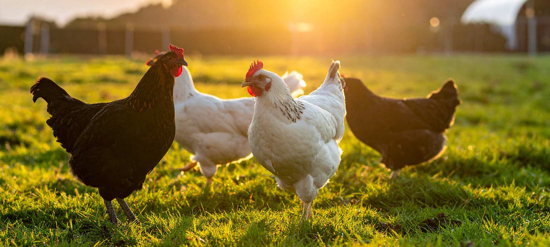 Buy Free Range Poultry Online | The Ethical Butcher